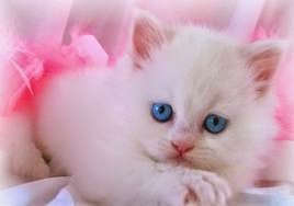 صور القط الشيرازى المون فيس Shirazi cat Moon Face