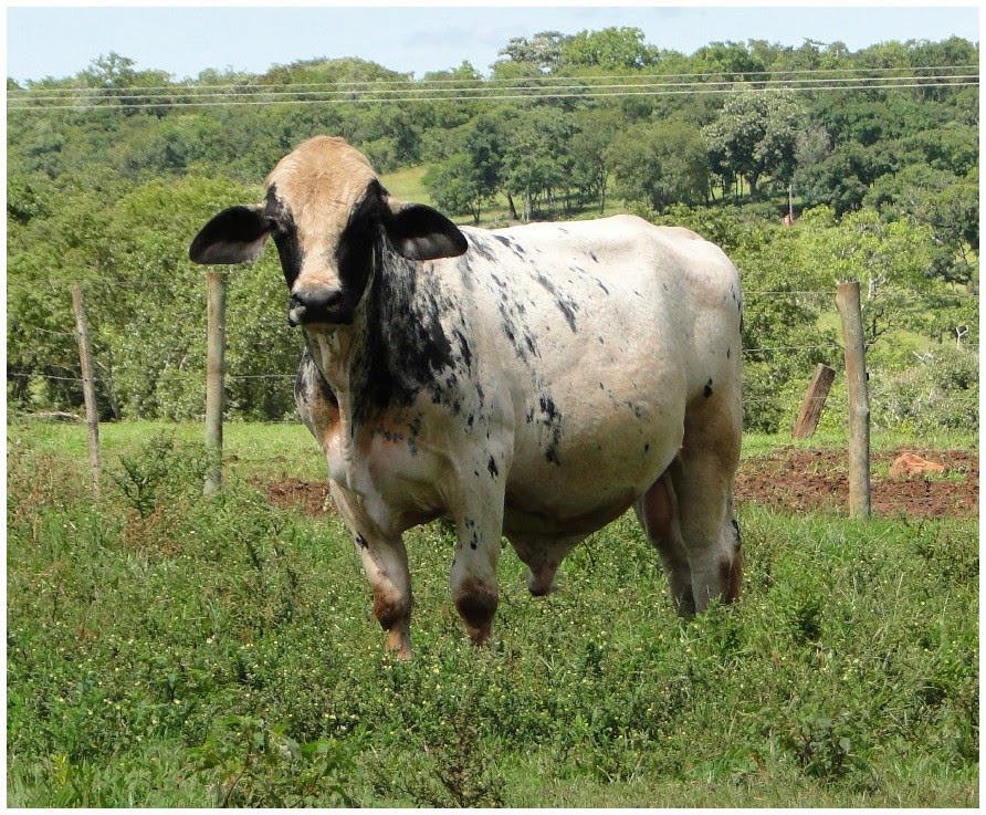 Generalidades de la Ganadería Bovina.: Girolando