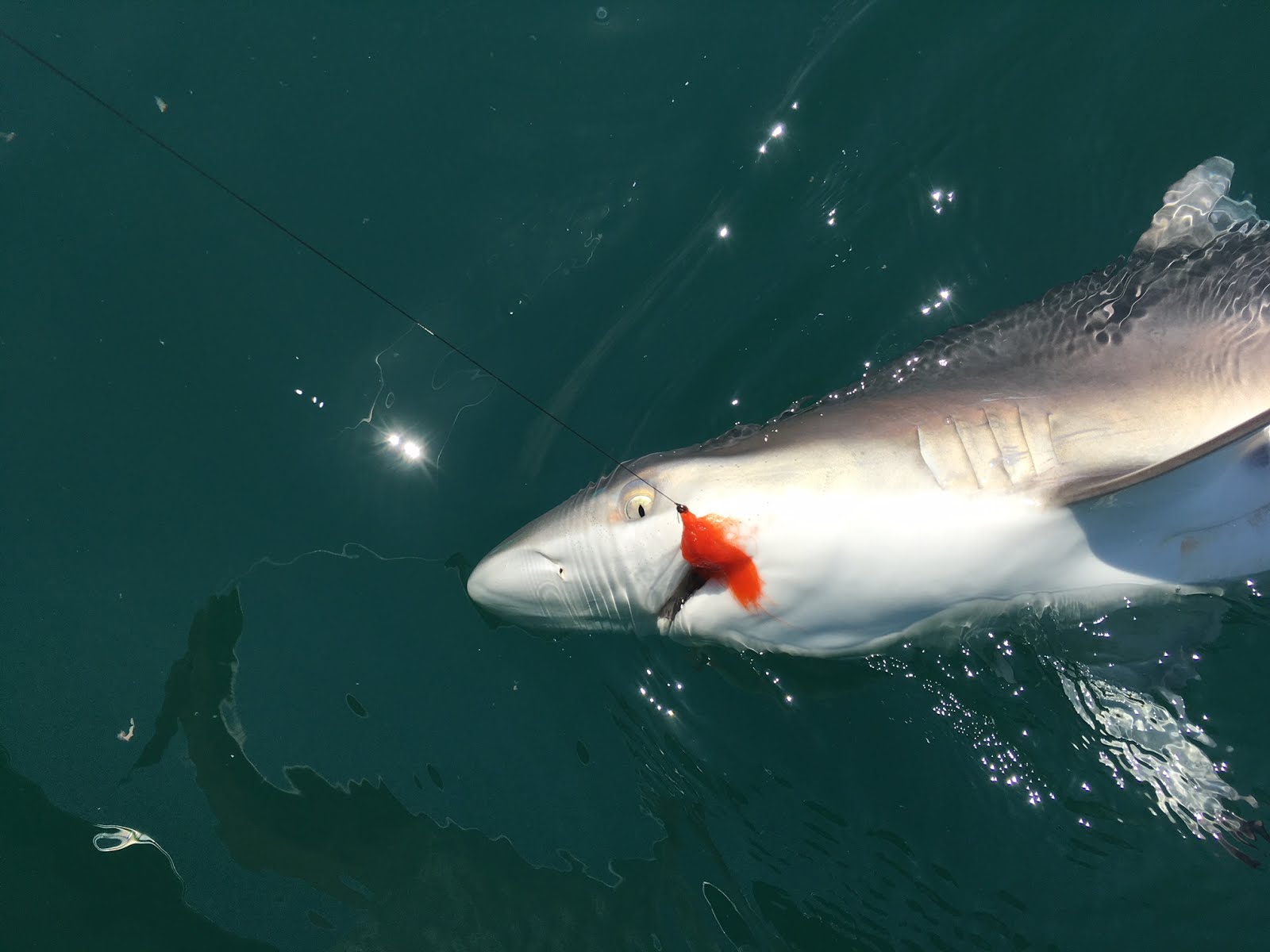Jersey Cape Guide Service: Sharks on the Fly