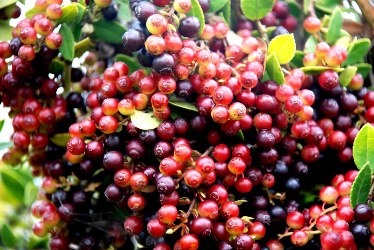 Best fresh - Mejor fresco!: MORTIÑO: el ARÁNDANO de los Andes - MORTIÑO ...