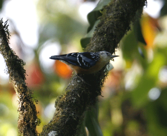 ZOOTHERA BIRDING BLOG: March 2012
