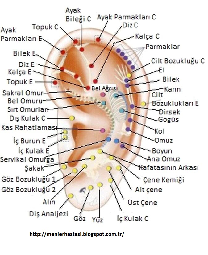 MENİER SENDROMU: Kulak Hastalıkları Resimleri