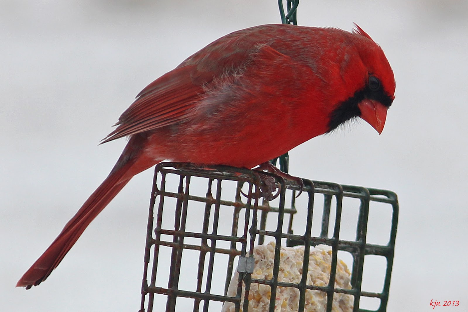 The Outskirts of Suburbia: Redbird