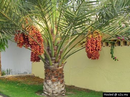 Berbagi ilmu (by masarees): Kurma & Manfaatnya