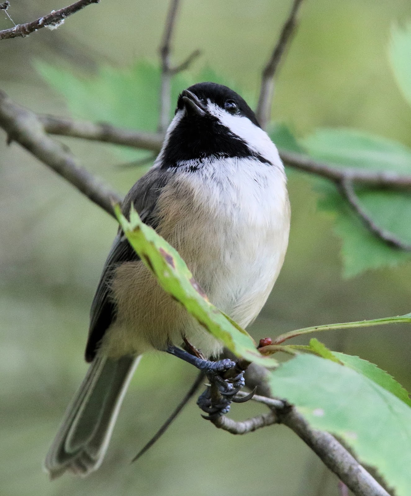 Birds from Behind : ...for Al Batt...