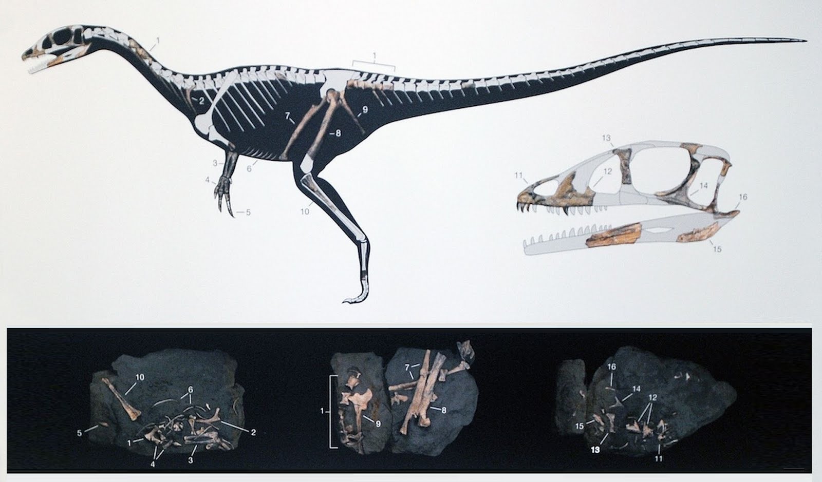 Species New to Science: [Paleontology • 2016] Dracoraptor hanigani ...