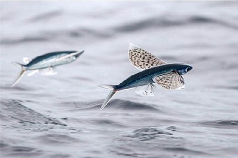 ΧΕΛΙΔΟΝΟΨΑΡΟ (FLYING FISH) photos - wallpapers | the fun bank