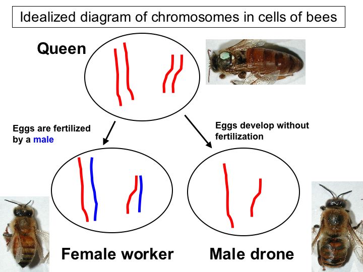 CORONA APICULTORES: EL GENOMA DE LA ABEJA