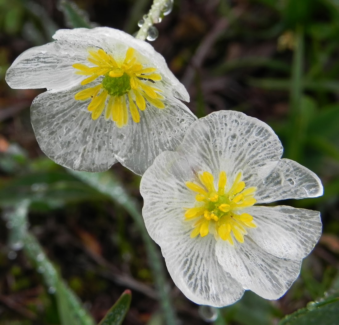 FLORA DE PIRINEOS: Ranunculus amplexicaulis L (Puerto del Portalet ...