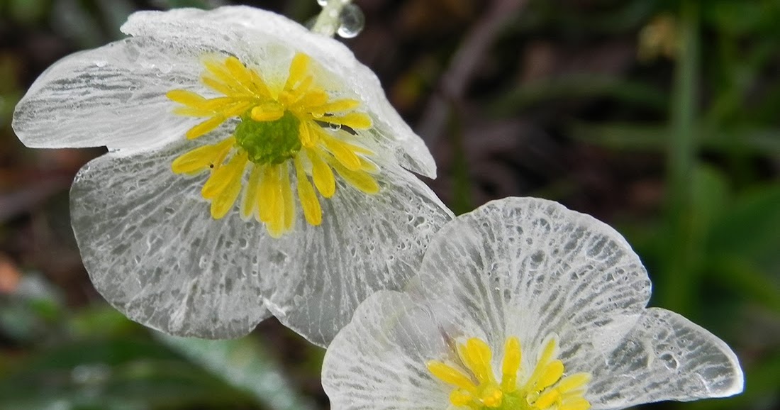 FLORA DE PIRINEOS: Ranunculus amplexicaulis L (Puerto del Portalet ...