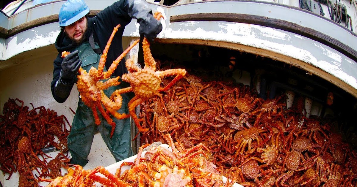 How to Buy Crab Meat - Mud Crab Exporters, Mud Crab Manufacturers, Mud ...