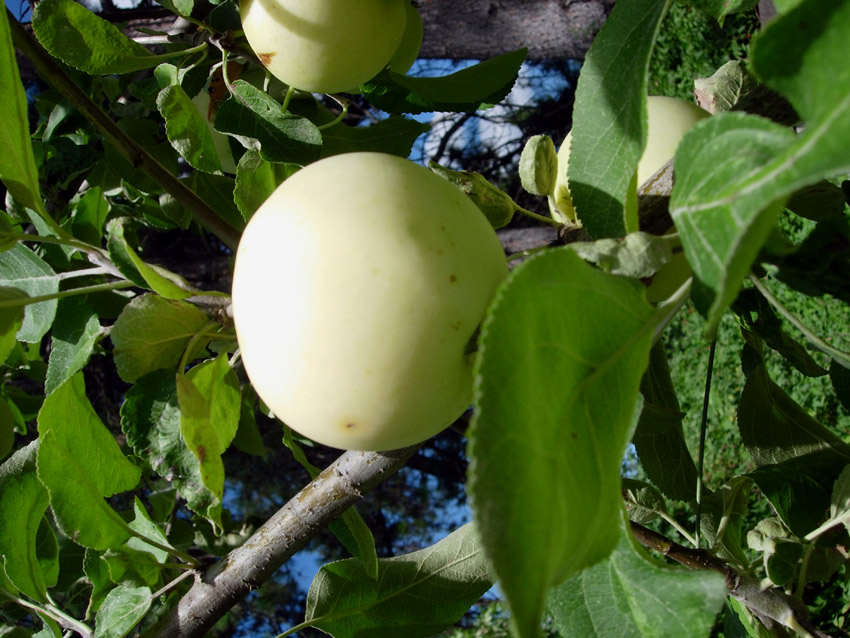 Farmstead Fripperies: First Transparent Apple Harvest