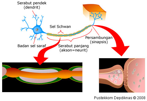 Wiwik Hidayatun N.: sistim saraf