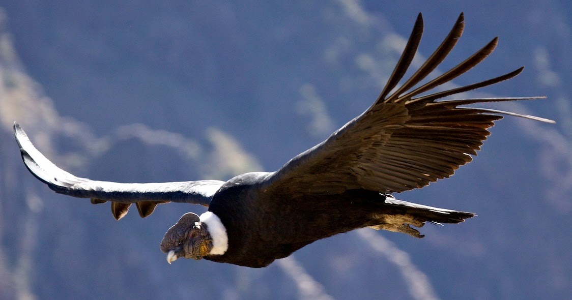 Argentina: El cóndor andino tiene quien lo investigue