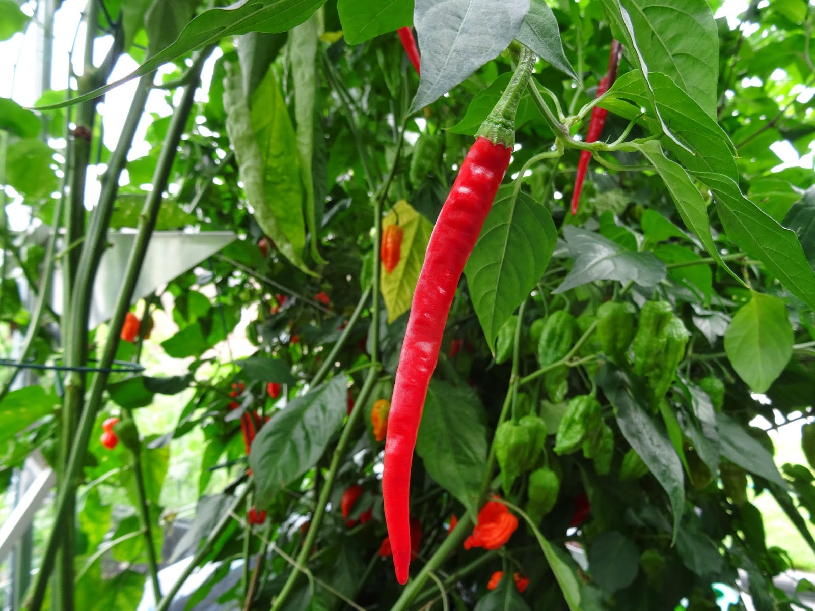 Verden ifølge Krog: Chili: Long Red Slim Cayenne, Cap. Annuum (Styrke 6)