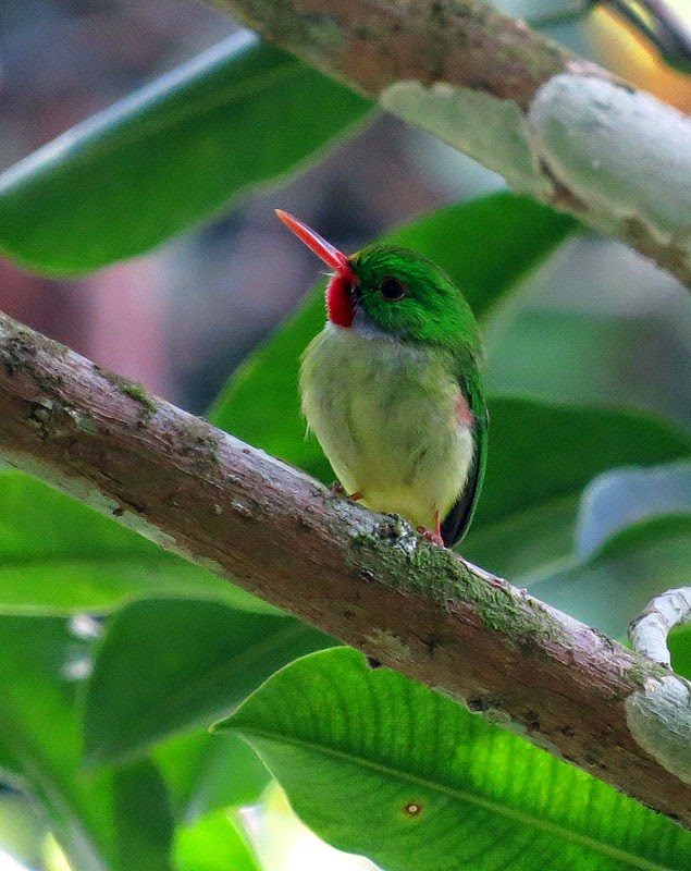 Birdernaturalist: Jamaica's Endemic Birds