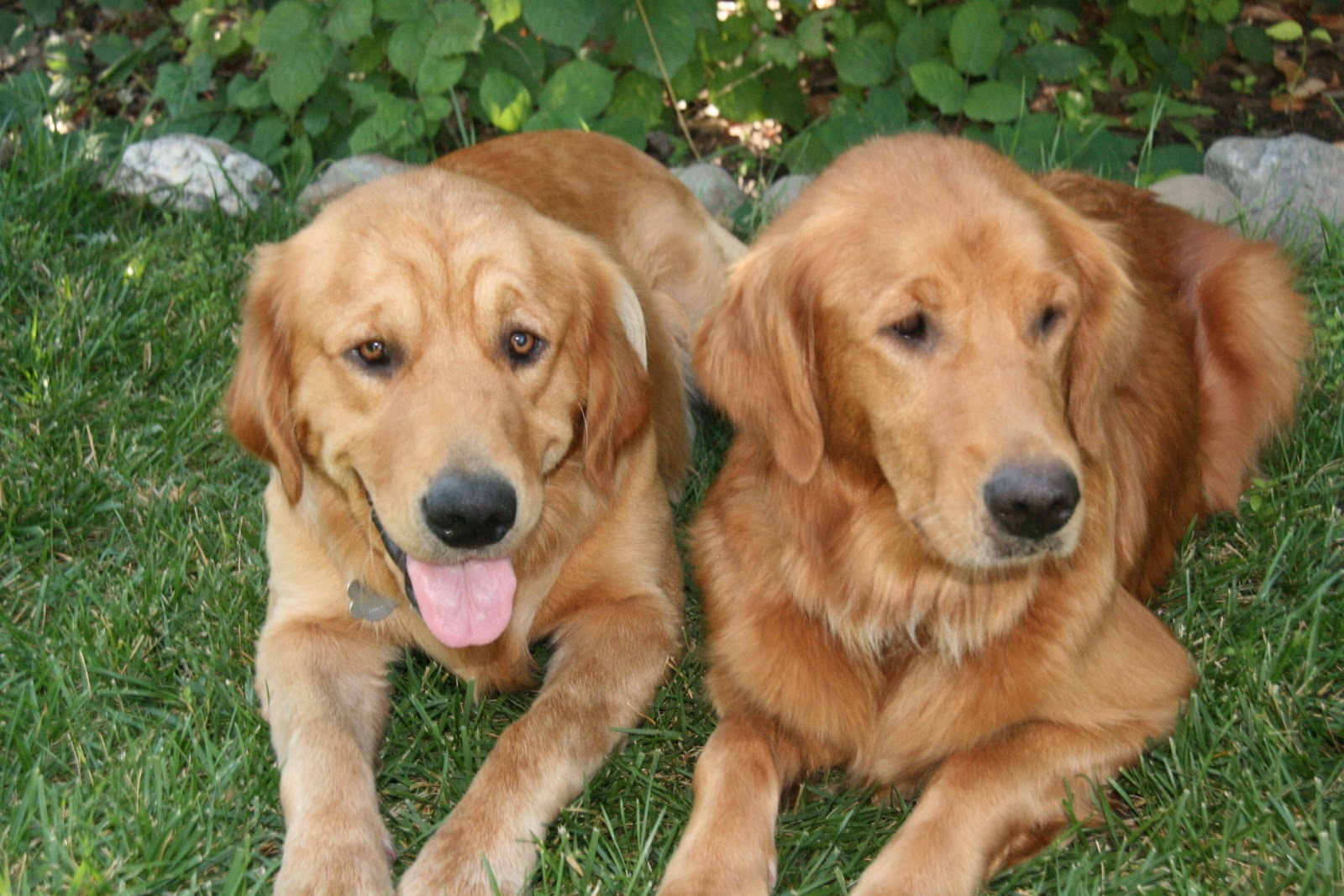 11 Puppies in 2011: OUR ADORABLE 11 GOLDEN RETRIEVER PUPPIES!!!