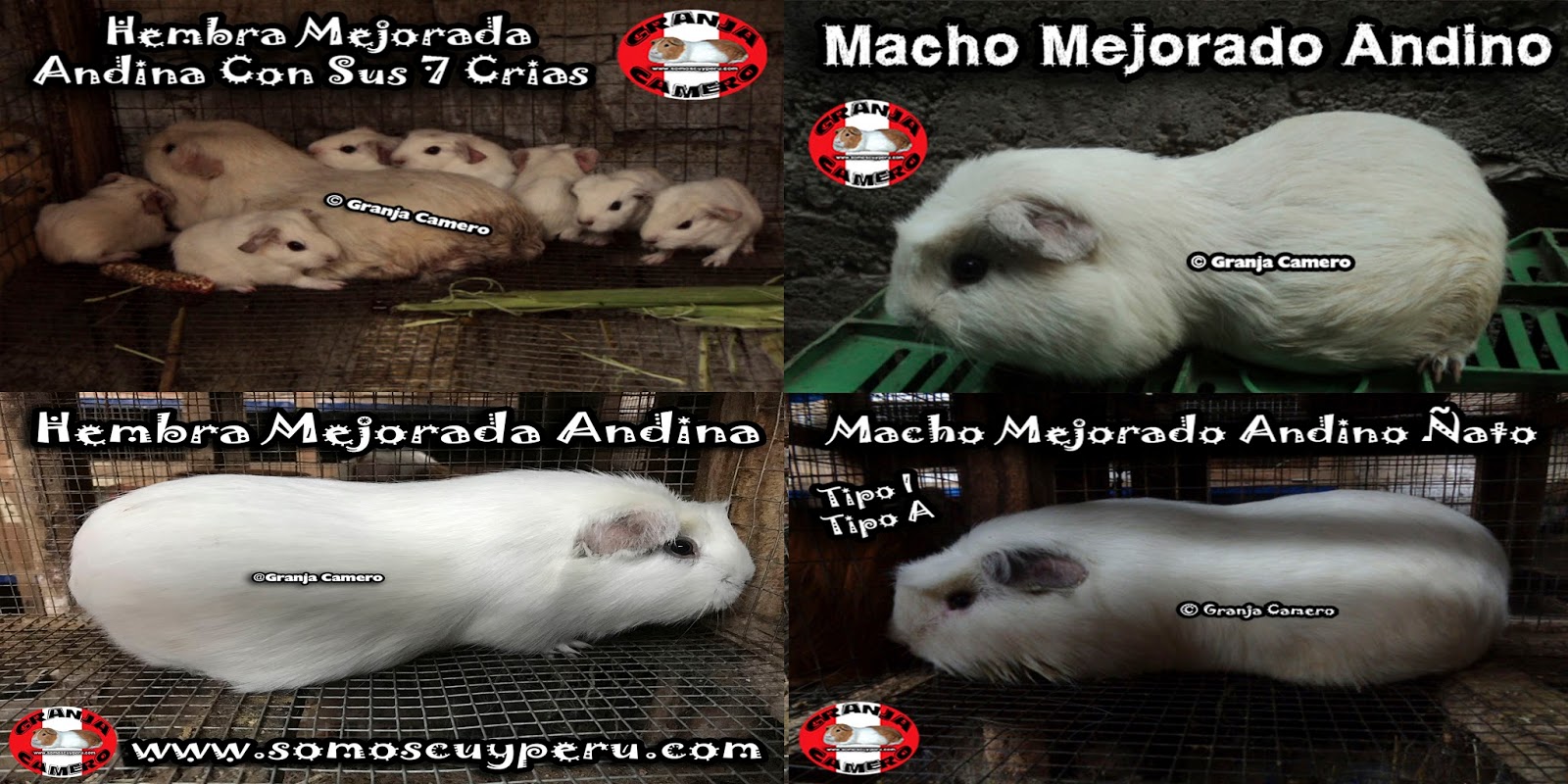 CUYES MEJORADOS LINEA ANDINA ~ SOMOS CUY PERU