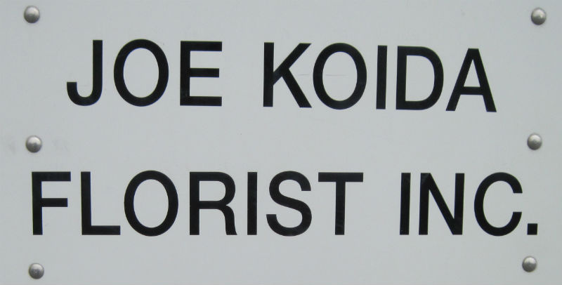 Porch Pansy: Koida Greenhouses June 7