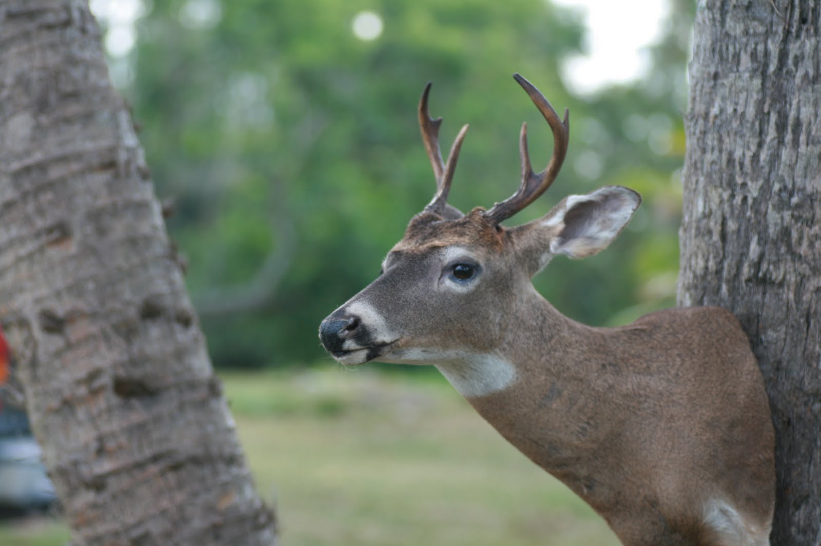 Allen's Taxidermy: April 2011