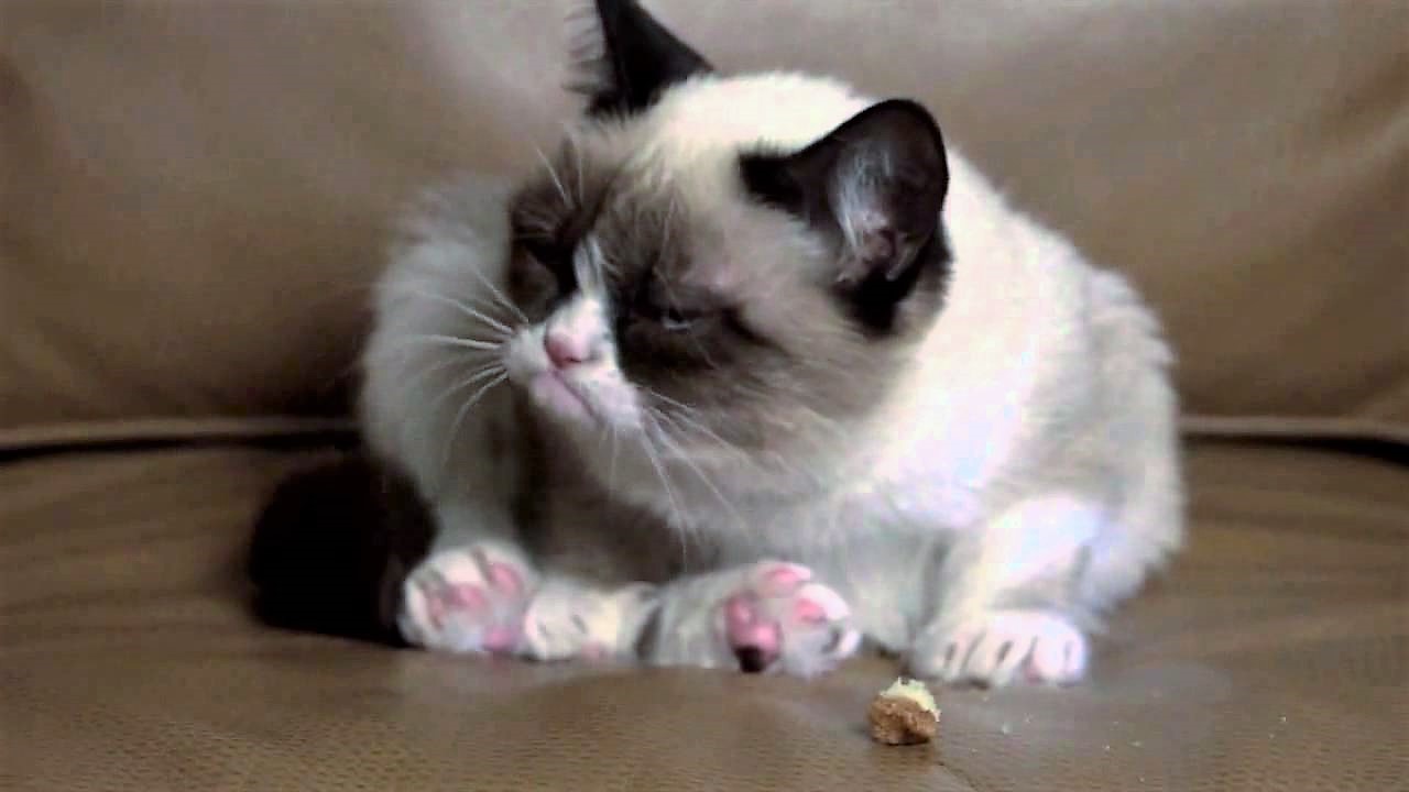 Fieggentrio: Meme katten