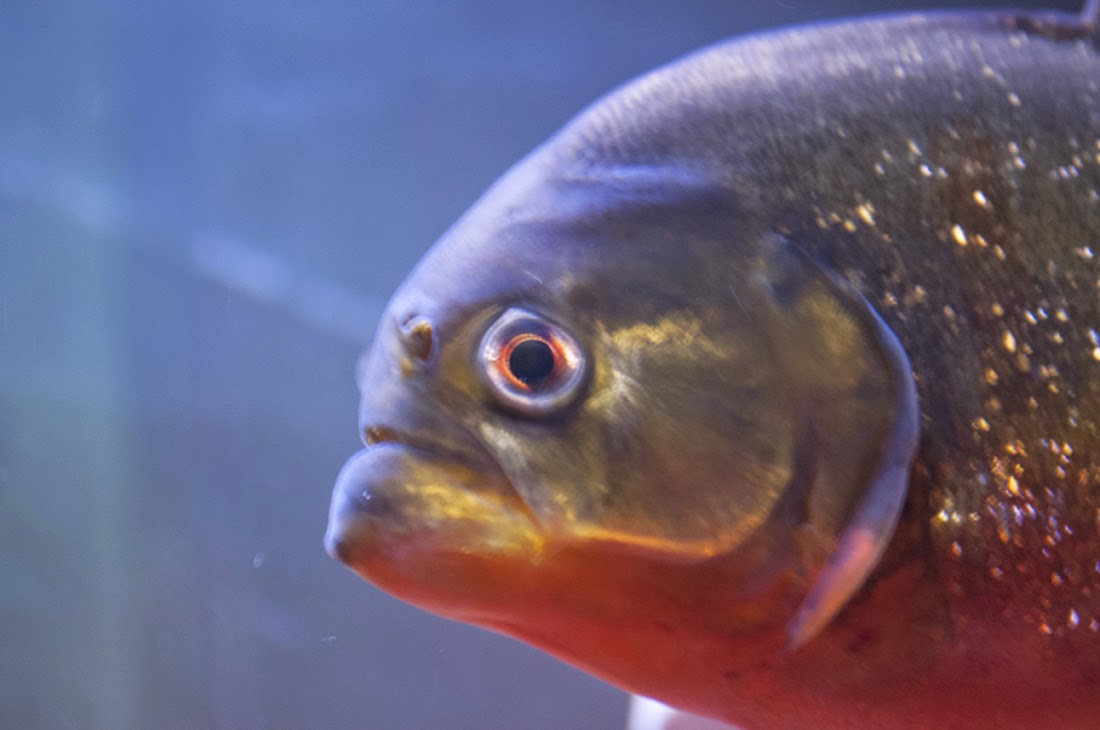 Freshwater Fish: Lobochilotes Labiatus