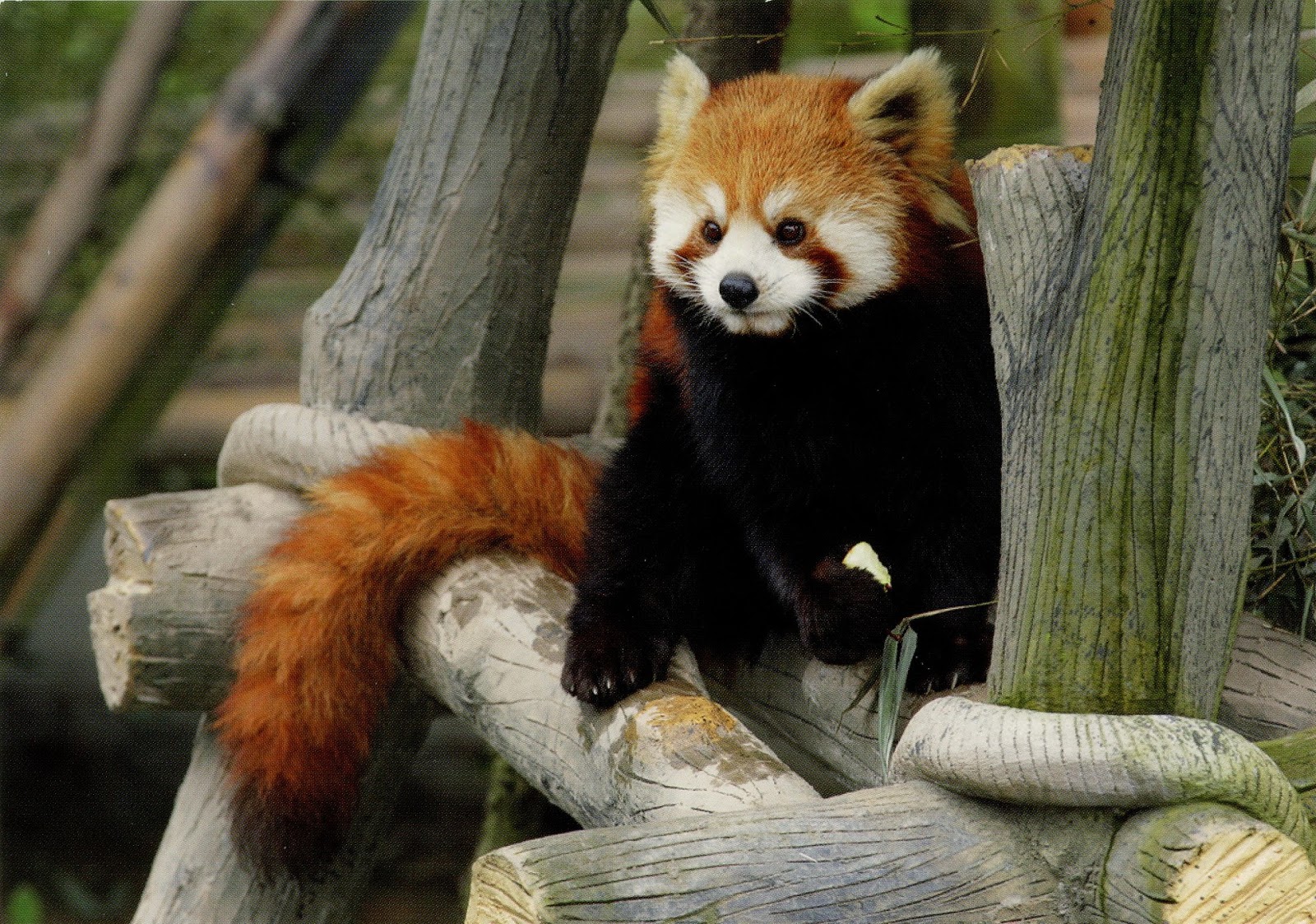 Postcard Interchange 明信片交流站: Red Panda cards from Singapore Zoo(River ...