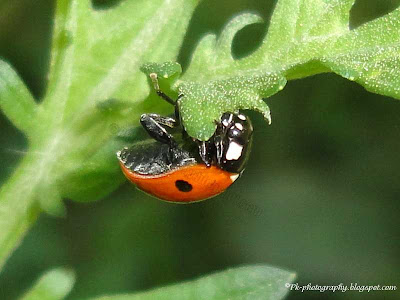 What do Ladybugs Eat? | Nature, Cultural, and Travel Photography Blog