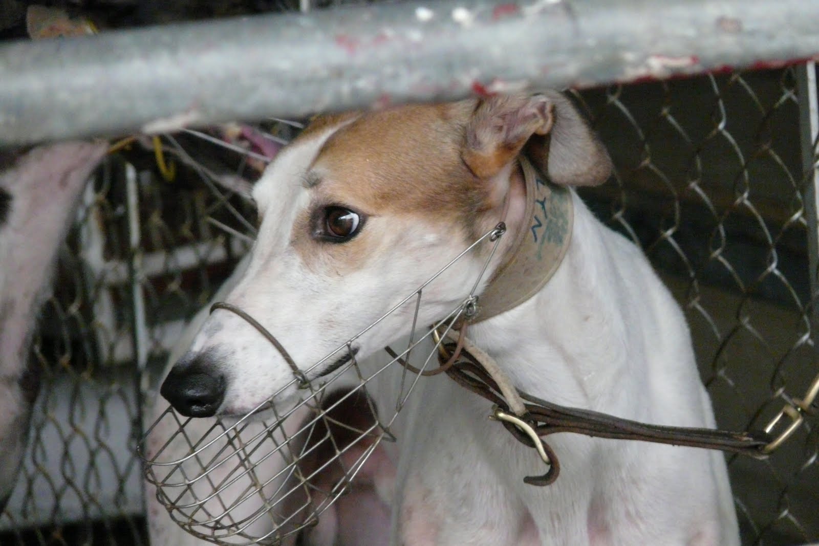 Saving Greys, by GREY2K USA Worldwide: Greyhounds Continue to Die at ...