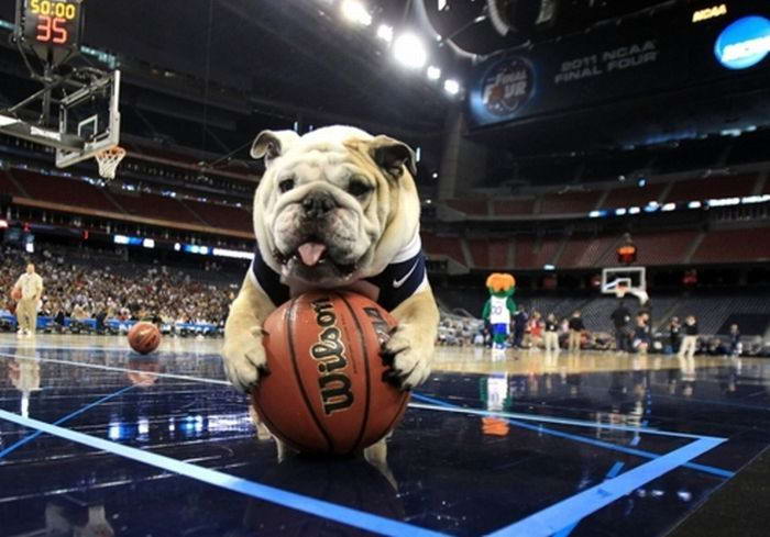 Butler blue live mascot - KILLER CELL