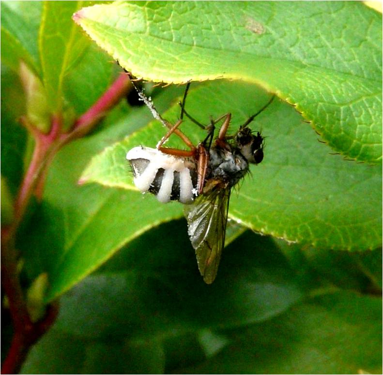 Insects of Scotland: Other Flies/Picture-wing Flies