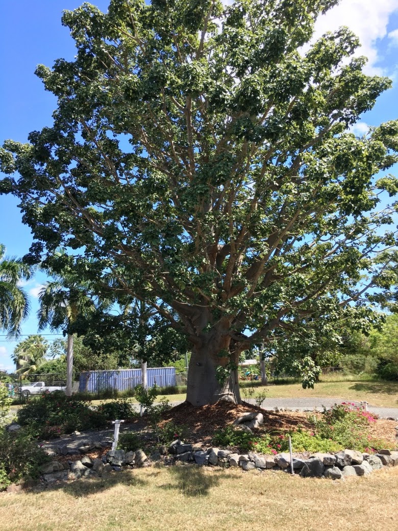 Connecting with Nature: Baobab Trees on St. Croix Have Fruit