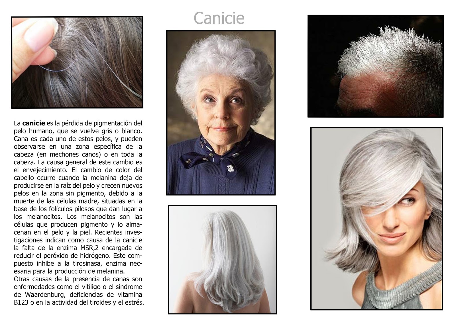 estética : alteraciones del pelo