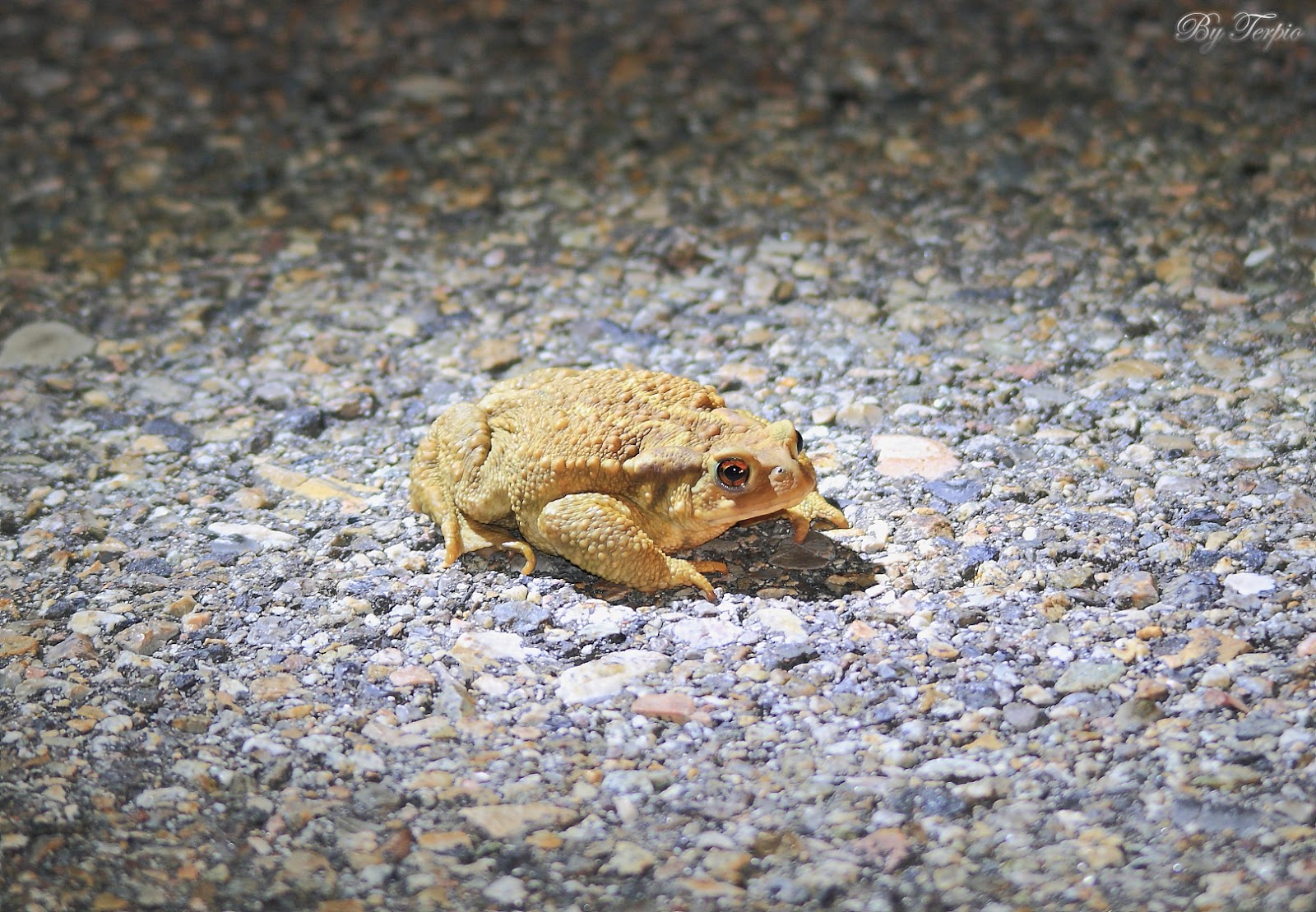 Viajes, Salidas, Naturaleza, (Fotografía).: Sapo Común (Bufo Bufo).