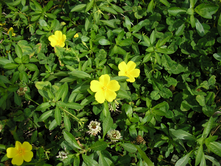 El Gallipato Alcublano: Duraznillo de Agua. Ludwigia spp.