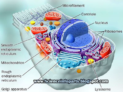 Endoplasmic Reticulum | Science, Biology,Human and Body Parts Best ...