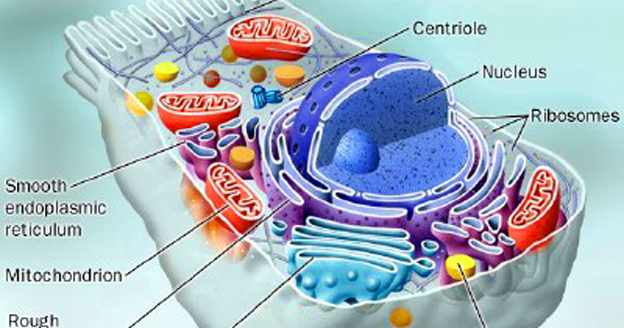 Endoplasmic Reticulum | Science, Biology,Human and Body Parts Best ...