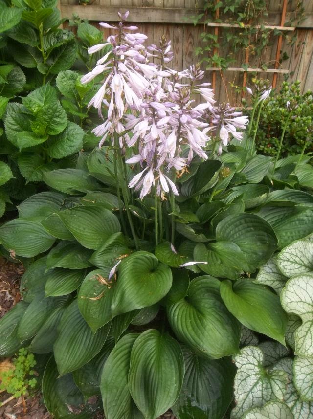 Future Plants by Randy Stewart: Hosta