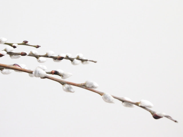 easy like sunday morning: cica mace..napokon!