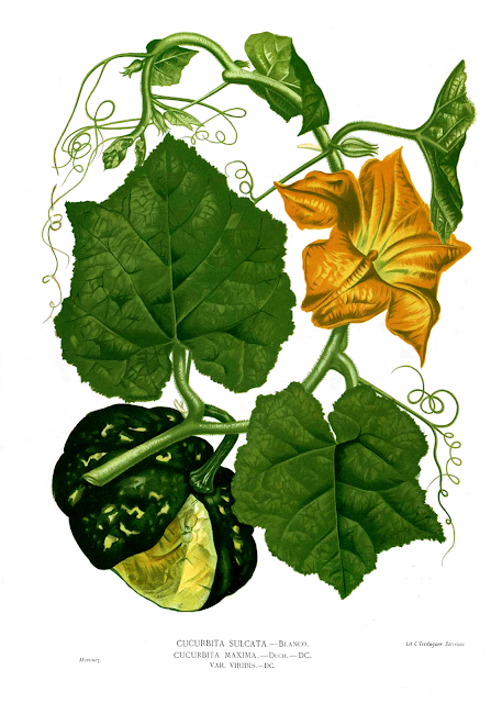 VADEMECUM NATURAL. FARMACOGNOSIA.: CALABAZA