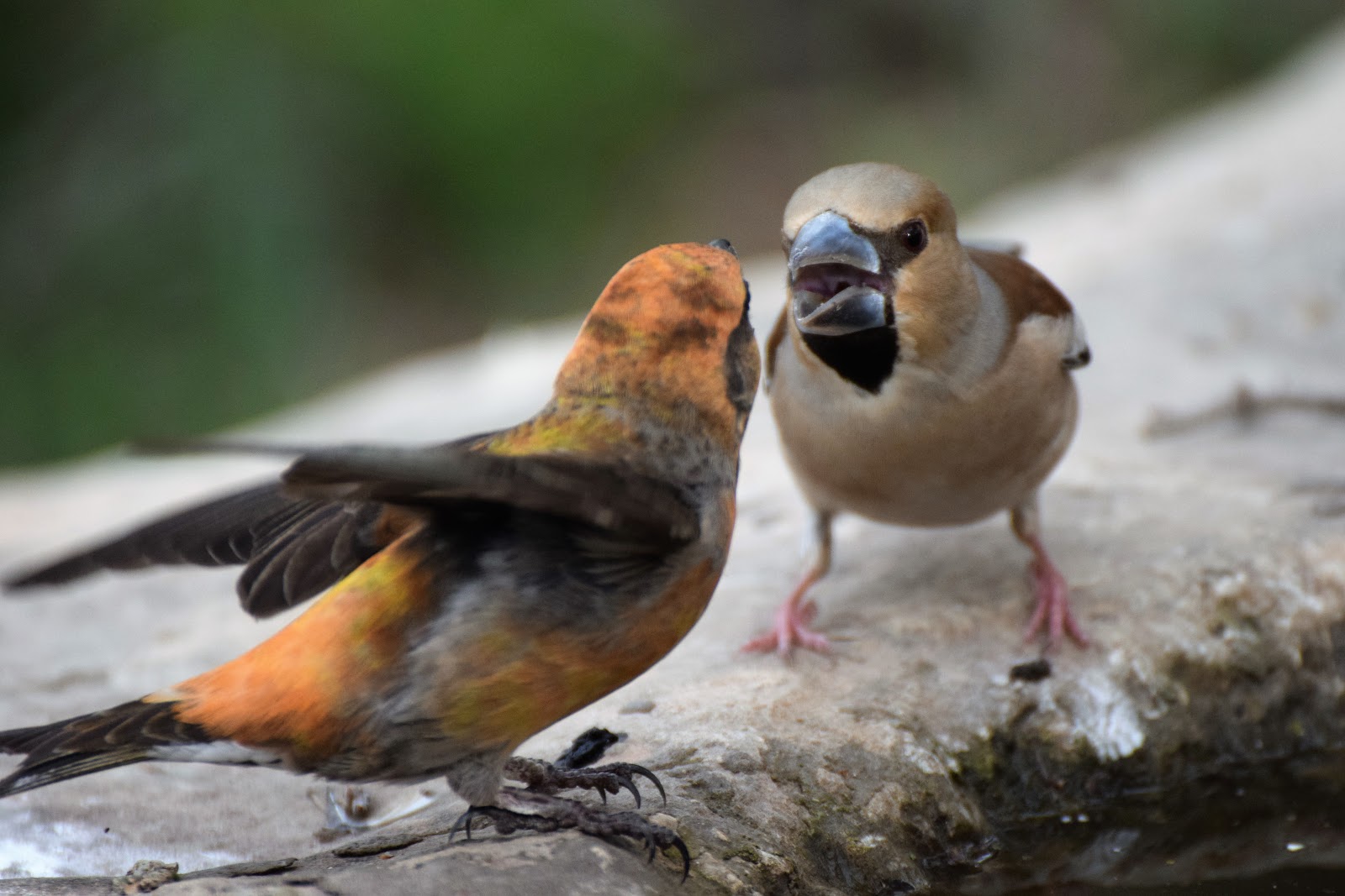 La caseta de l'òliba: "Ocells versus ocells"