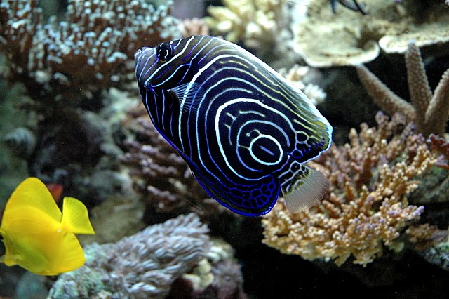 El ojo del buitre: Peces - Angel emperador (Pomacanthus imperator)