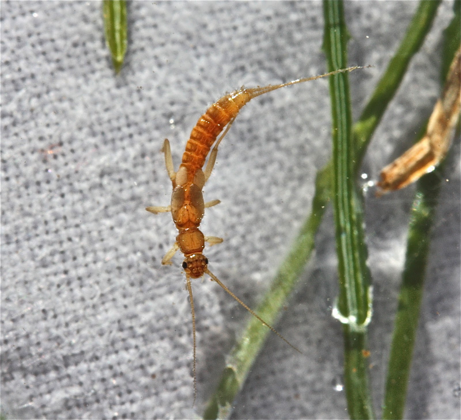 Aquatic Insects of Central Virginia: New Stream: New Genus of Small ...