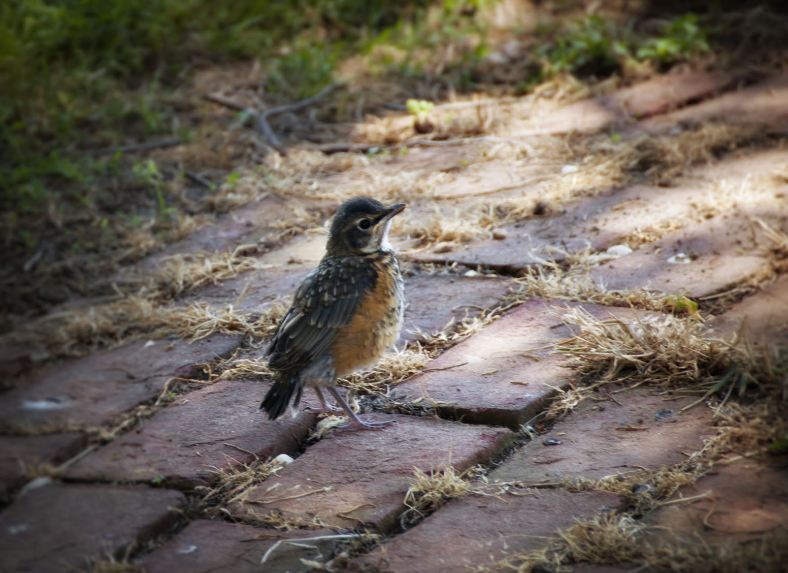 The Little Birds Are Urging Me: January 2012