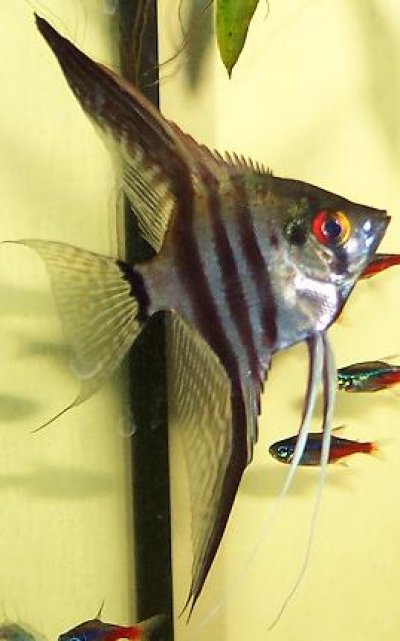 Cercetează: Pterophyllum scalare sau Pestele scalar