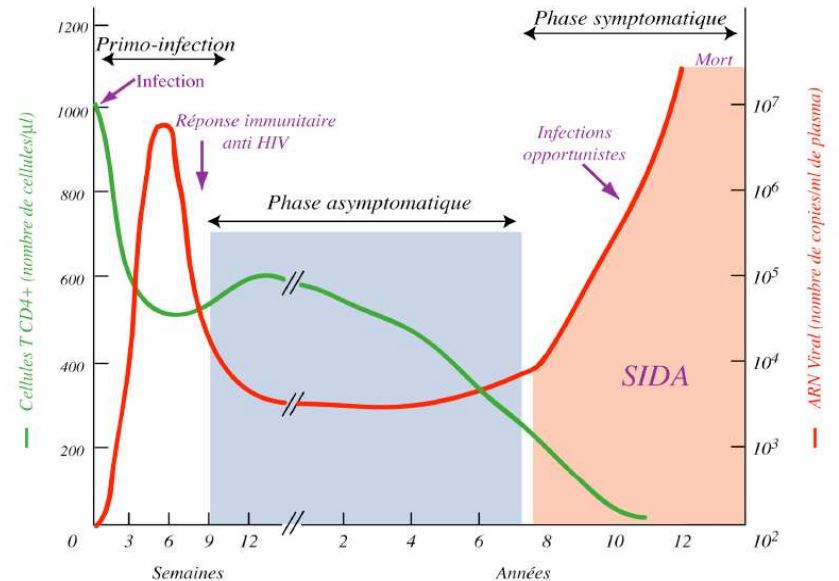 Symptômes et évolution du VIH - Immunologie - Santé - Virologie