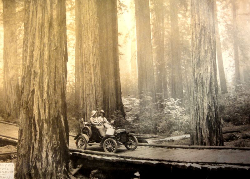 20 Vintage Photos of Lumberjacks Who Felled Big Trees Using Only Hand ...