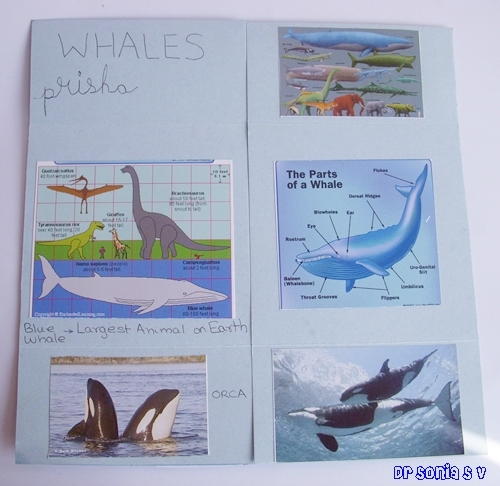 Cards and Crafts : Whales School Project -Collage and Neverending card