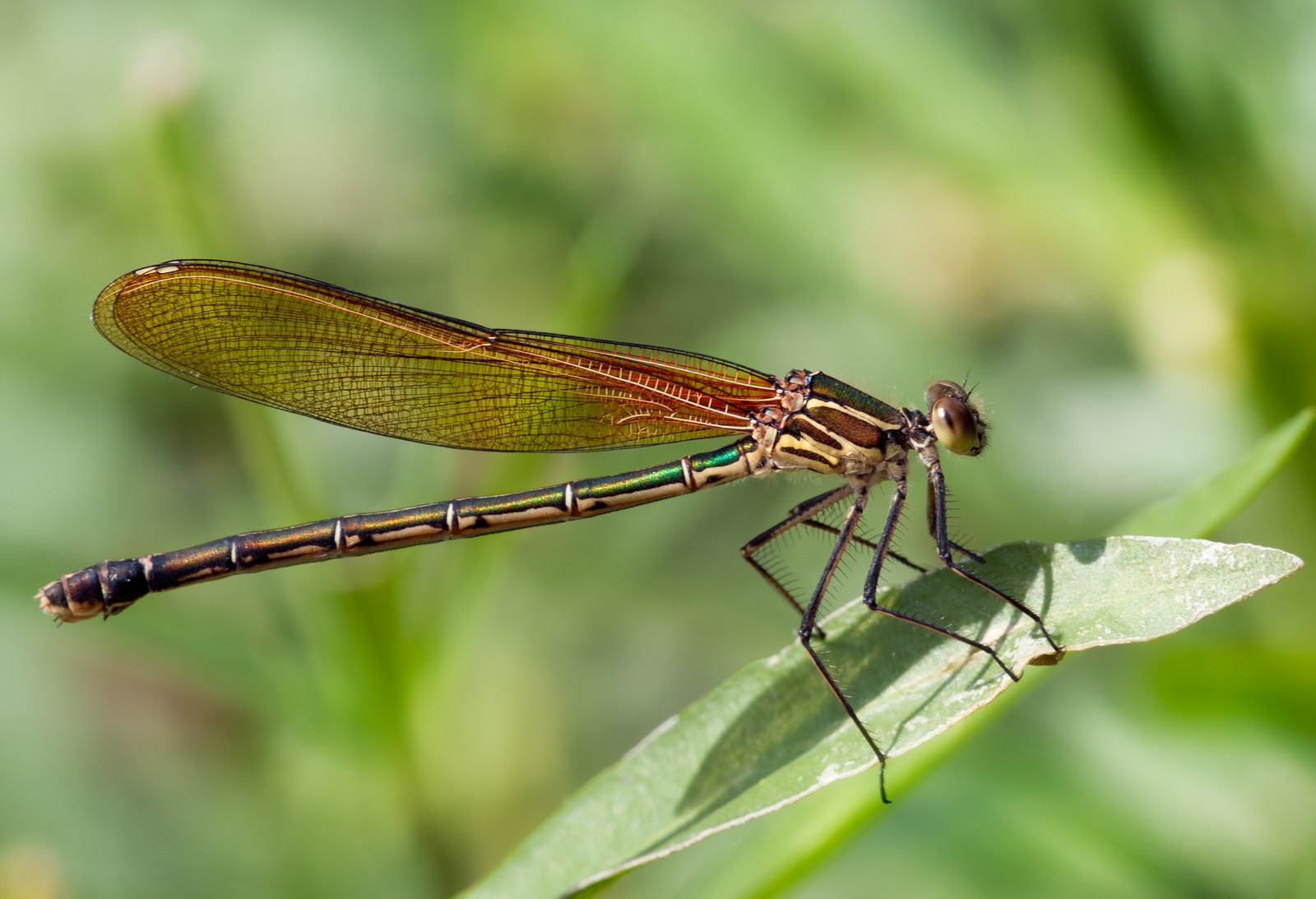 Zen Through a Lens: Bedazzled by Dragonflies