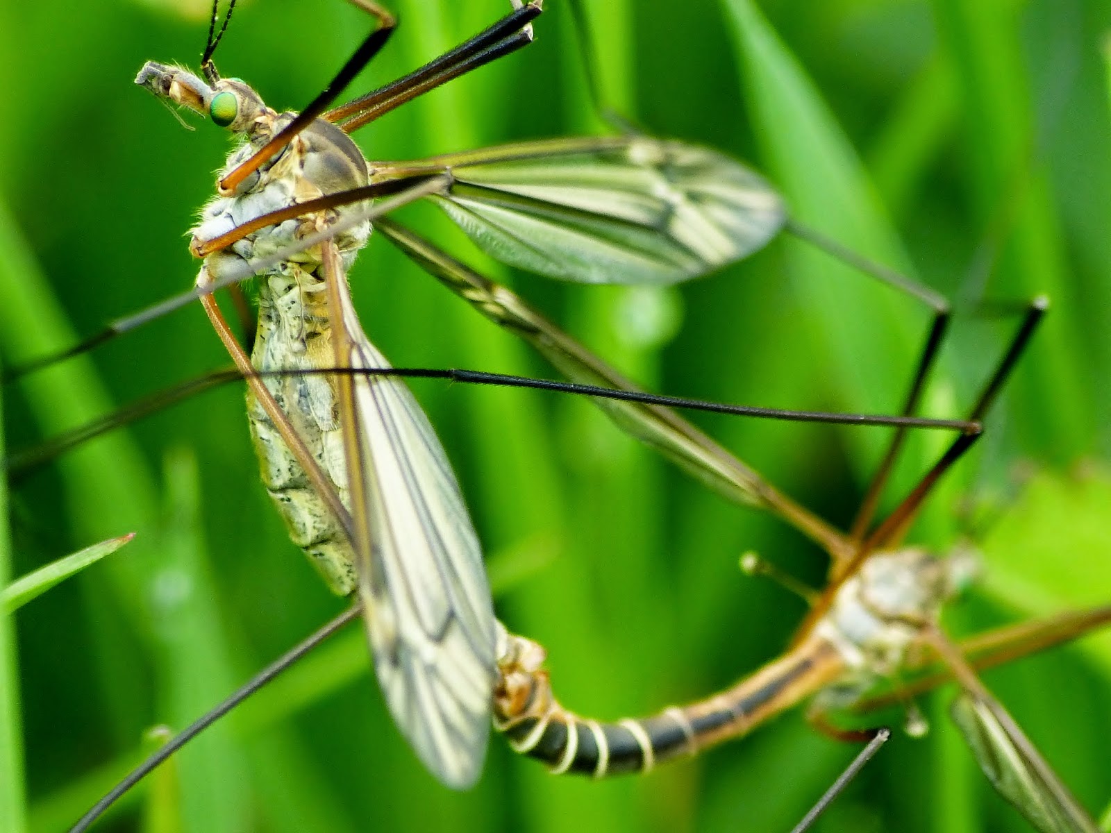 Photos d'insectes: Les Diptères - Sous-ordre des Nématocères ...